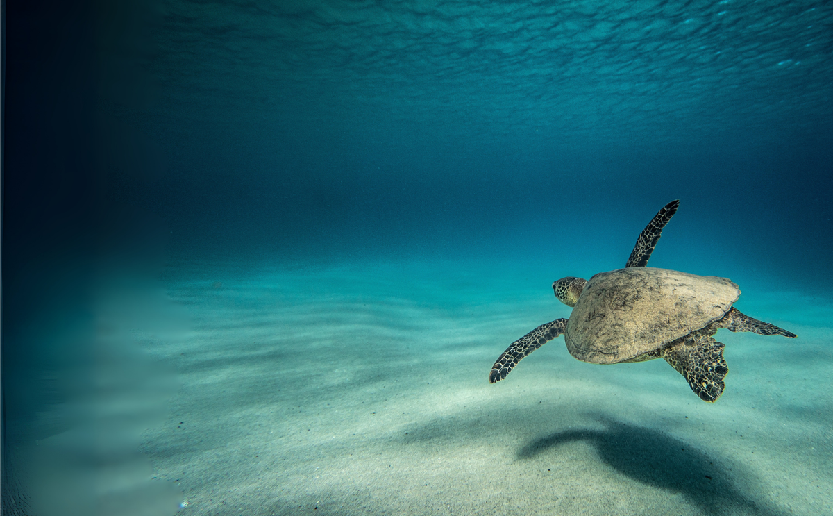 Turtle Customised Folder – Dive Proof